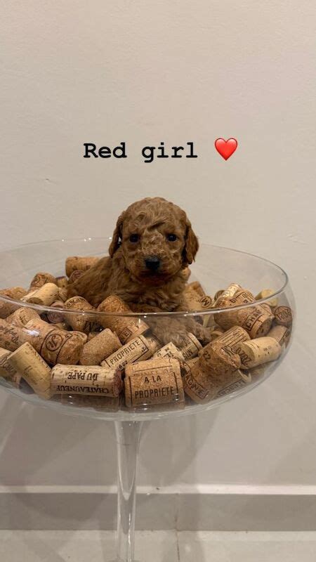 Beautiful Fox Red Cockapoo Puppies For Sale In Chatham Kent Cockapoo
