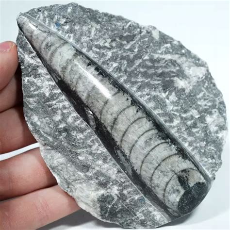Orthoceras 123mm 390mln Lat Dewon Maroko Skamieniałość • Cena