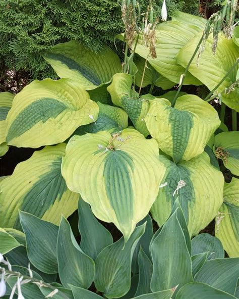 How Far Apart To Plant Hostas World Of Garden Plants