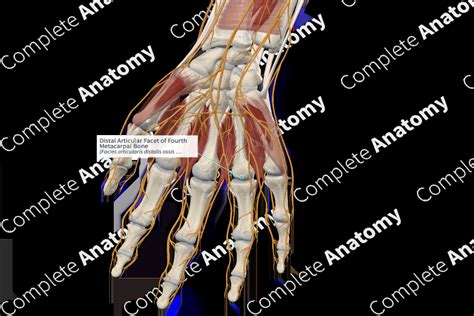 Distal Articular Facet Of Fourth Metacarpal Bone Complete Anatomy