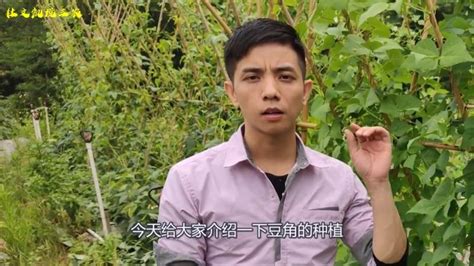 杜文凯说三农豆角和四季豆有什么区别呢让我们来了解一下吧 三农 农村户外 好看视频