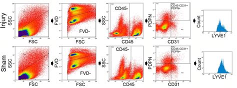 Isolation Of Meningeal Lymphatic Endothelial Cells Lecs Via Flow