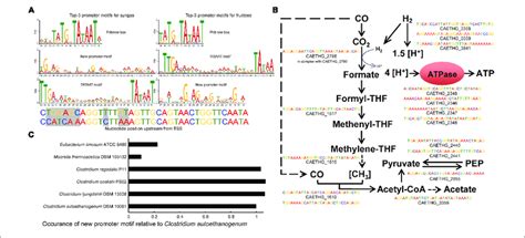 In Silico Determination Of Genome Wide Promoter Motifs In C