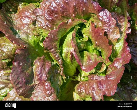 Growing Iceberg Lettuce Uk At Alyssa Coode Blog