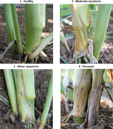 Figure 2 From Trichoderma Longibrachiatum And Trichoderma Asperellum