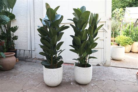 Ficus Elastica Robusta Conservatory Archives