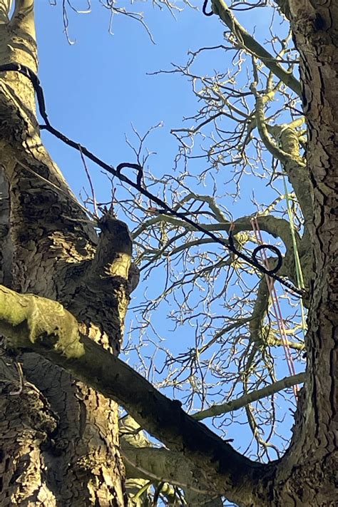Tree Bracing Lytham St Annes Lancashire Tree Services