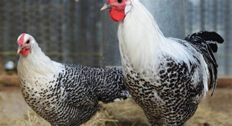 Deathlayer Chicken Westfalische Totleger Everything You Need To Know