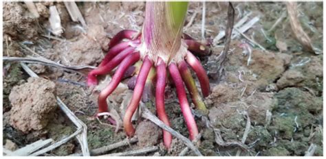 13 Root Adaptations Flashcards Quizlet