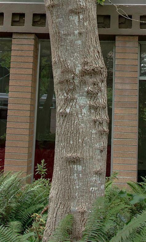 Manitoba Maple Trees Of Vancouver