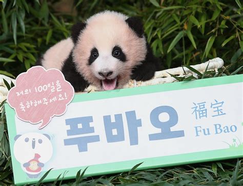 [영상] “푸바오 가지마” 비와 눈물 쏟아진 마지막 배웅 서울pn