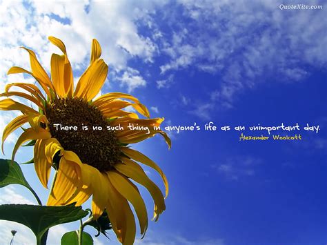 Inspirational Sunflowers With Quotes Hd Wallpaper Pxfuel