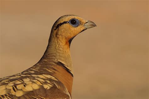 Pasión Por Las Aves Ganga Ibéricapterocles Alchata