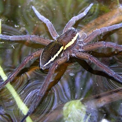 Water Spider Dolomedes Facetus Elegant Water Spider Ausemade