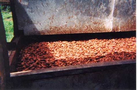 Cocoa Bean Drying