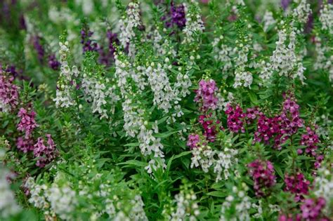 暑さに強く、ずっと花が咲き続ける夏のイチオシ一年草10種 多年草の庭 初夏の花 夏の花
