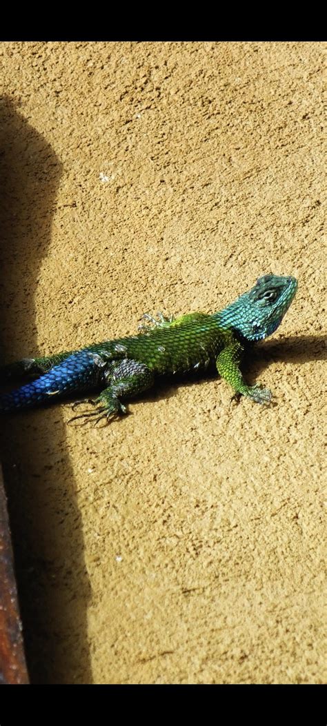 Please Identify Rlizards