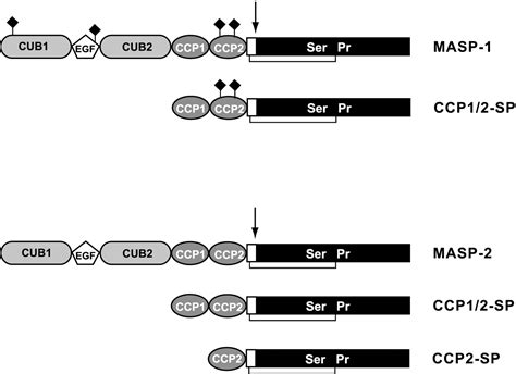 Substrate Specificities Of Recombinant Mannan Binding Lectin Associated Serine Proteases 1 And