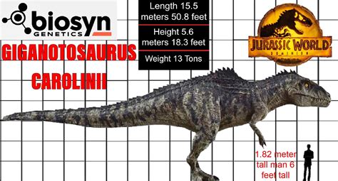 Giganotosaurus Size Comparison