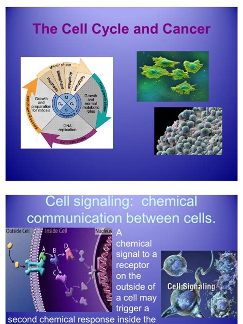 The Cell Cycle And Cancer 2011 Cell Cycle Cancer