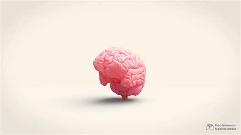 Mao Miyamoto Medical Media Inc On Linkedin Introduction To Brain Function Brain Box Riken