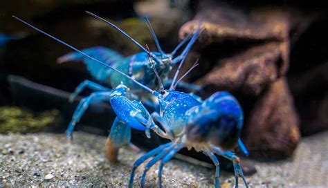 Male Vs Female Crayfish How To Spot The Differences A Z Animals