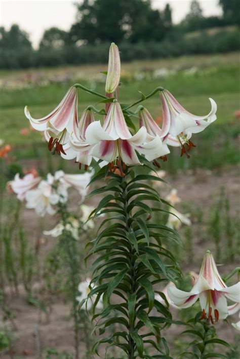 Foto Dārzos Pamazām Uzmanības Centrā Nonāk Jūlija Skaistules Daudzkrāsainās Lilijas Noderīgi