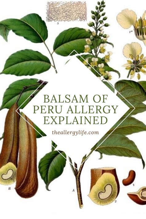 Apple Of Peru Plant Uses Mullein For Allergies Soy Allergy Guide