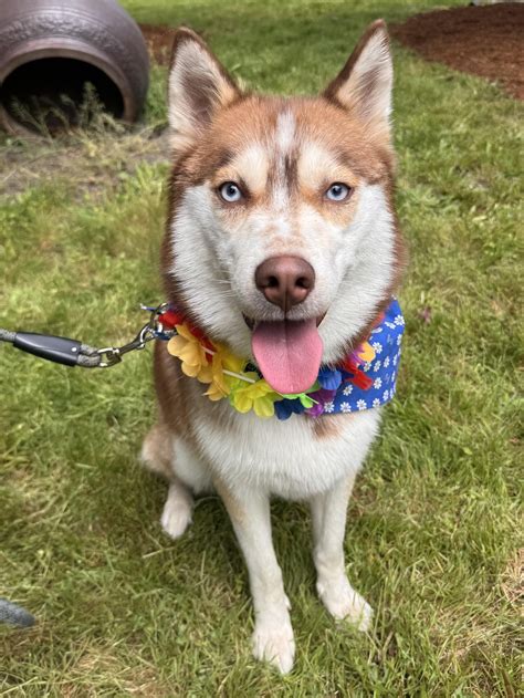 Adopt Lucy Today Find Paw Pal