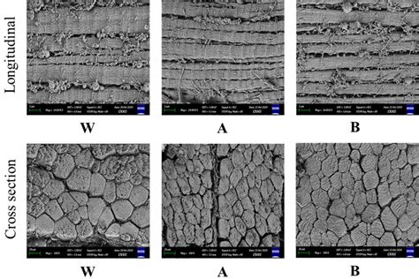 Field Emission Scanning Electron Micrographs Of Longitudinal And Download Scientific Diagram