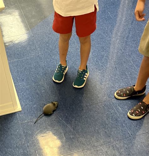 IF YOU TAKE A MOUSE TO Babe Stories With Miss Library