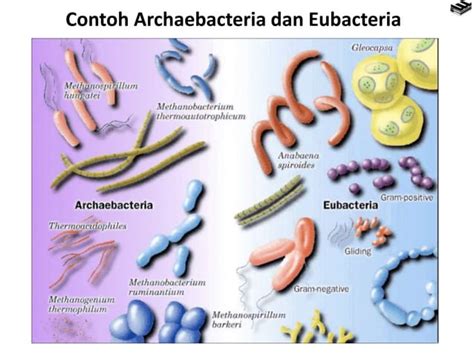 Perbedaan Archaebacteria Dan Eubacteriapptx