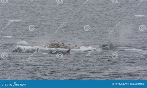 Pod Of Orca Hunting For Crabeater Seals On An Ice Floe Antarctic