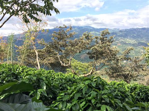 Cr Finca La Amistad Organic Honey Volcafe