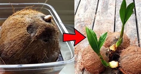 Growing A Coconut Tree From A Coconut The Water Propagation Method Sharingideas Me