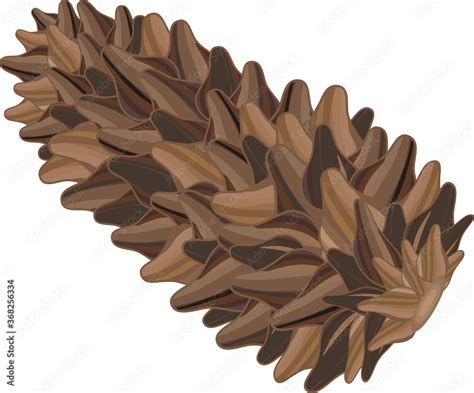 Pine Cone Vector Graphic Drawing Cartoon Style Can Be Used In Design Stock Vector Adobe Stock