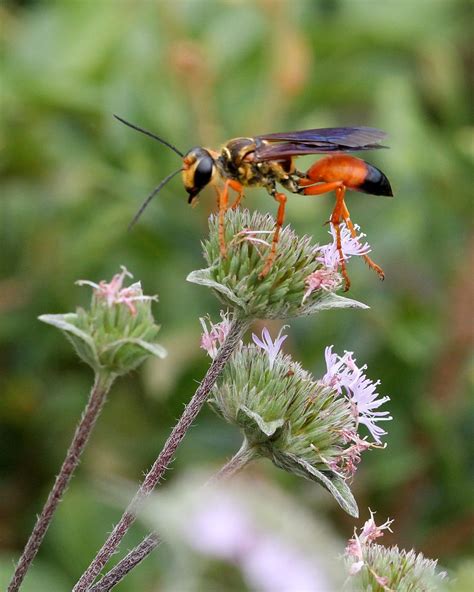 Great Golden Digger Wasp Florida Wildflower Foundation