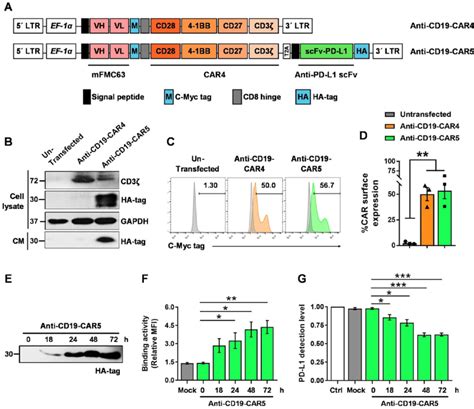 Construction Expression And Characterization Of The Anti Cd19 Car4 Download Scientific