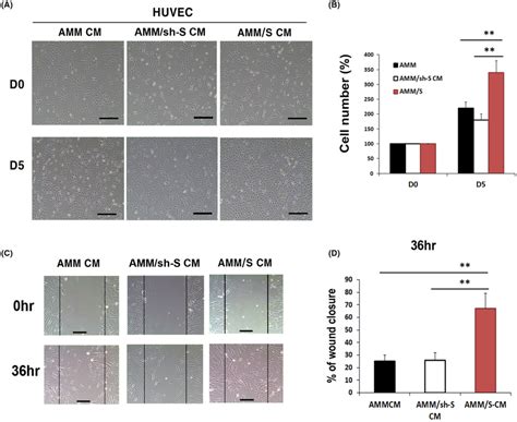 Cell Proliferation Migration Assays A Representative Photograph Of