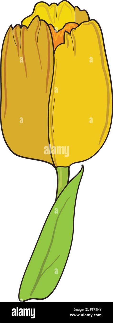 Yellow Tulip Vector Stock Vector Image And Art Alamy