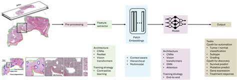论文审查 Advances In Multiple Instance Learning For Whole Slide Image Analysis Techniques