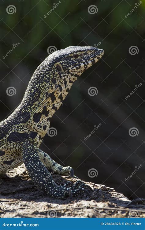 Lagarto De Monitor Del Nilo Niloticus Del Varanus Suráfrica Foto De