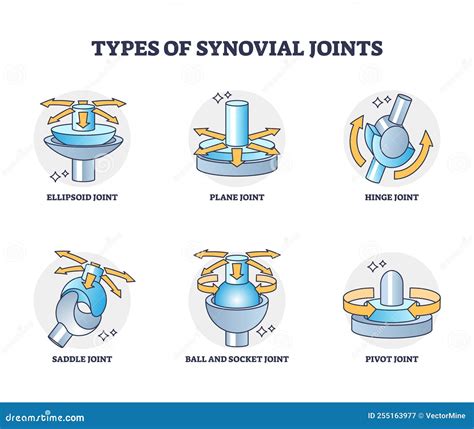 Types Of Synovial Joints Movement Classification For Body Outline Diagram Stock Vector
