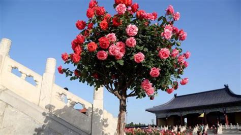 月季花能和什么树嫁接 藤本月季网