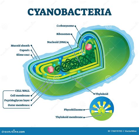 Cyanobacteria Vector Illustration Labeled Bacteria Internal Structure Scheme Stock Vector