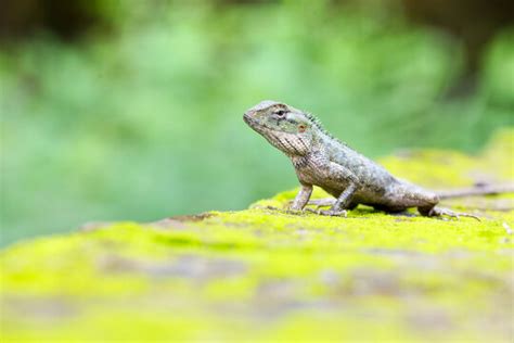 Girgit Bilder Durchsuchen 2716 Archivfotos Vektorgrafiken Und