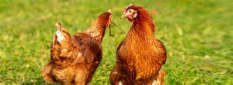 Sr Ti Lfa Segment Routing And Topology Independent Loop Free Alternates Apnic Blog