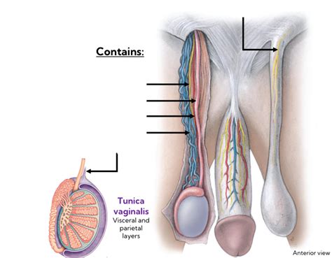 Diagram Of Spermatic Cord Quizlet