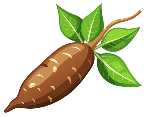 Cassava Vector Illustration Isolated In White Background Premium Ai