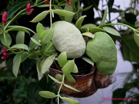 Plantfiles Pictures Dischidia Species Kangaroo Pocket Ant Plant